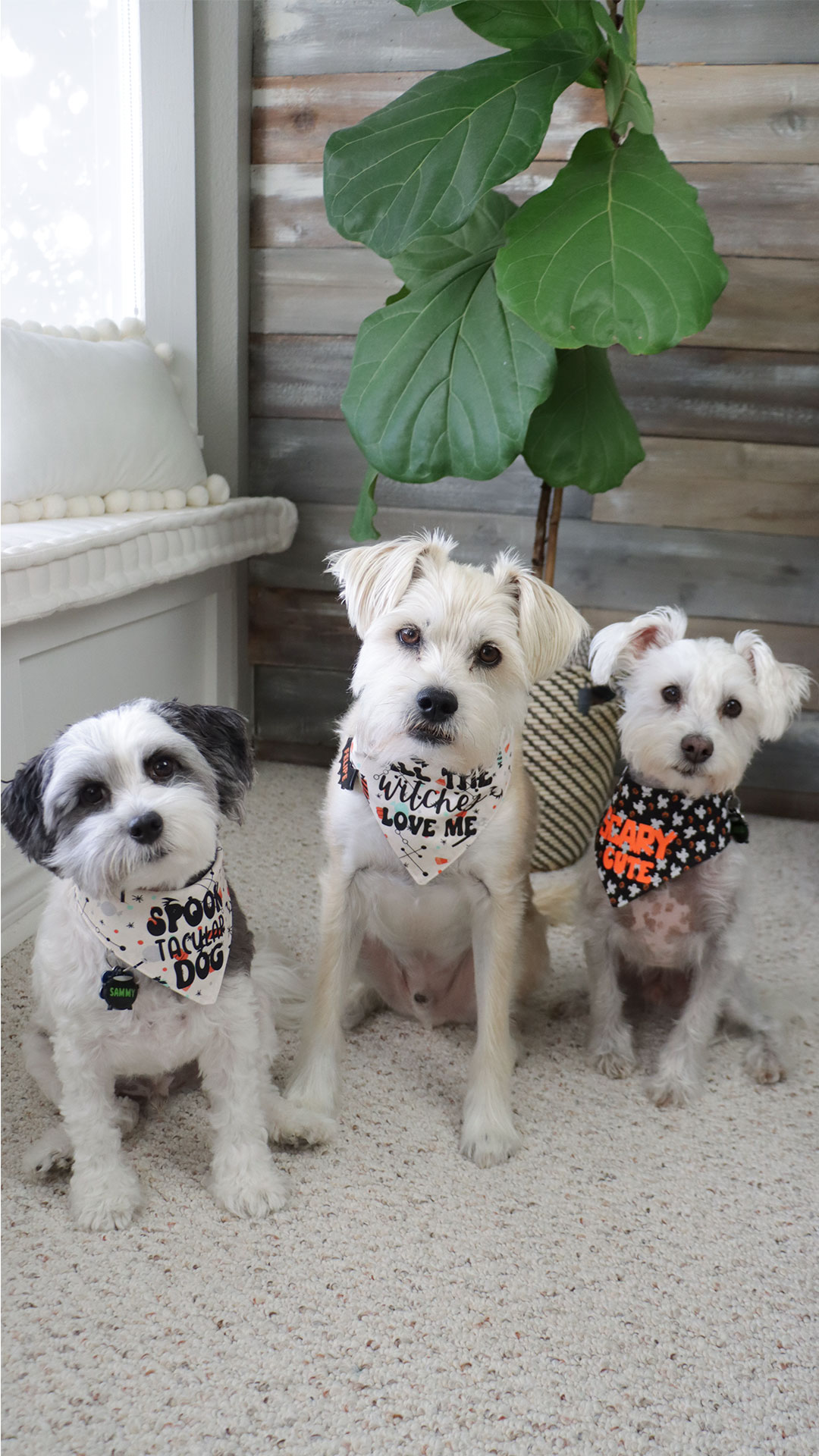 Descargas/Downloads – Avanti Morocha